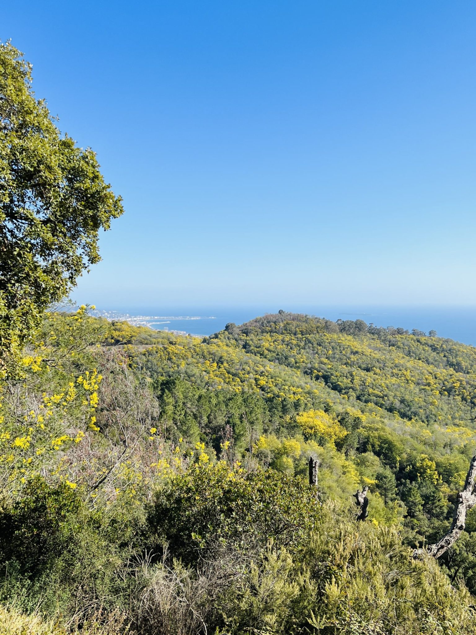 LE MIMOSA DANS LE TANNERON - Juste Maudinette